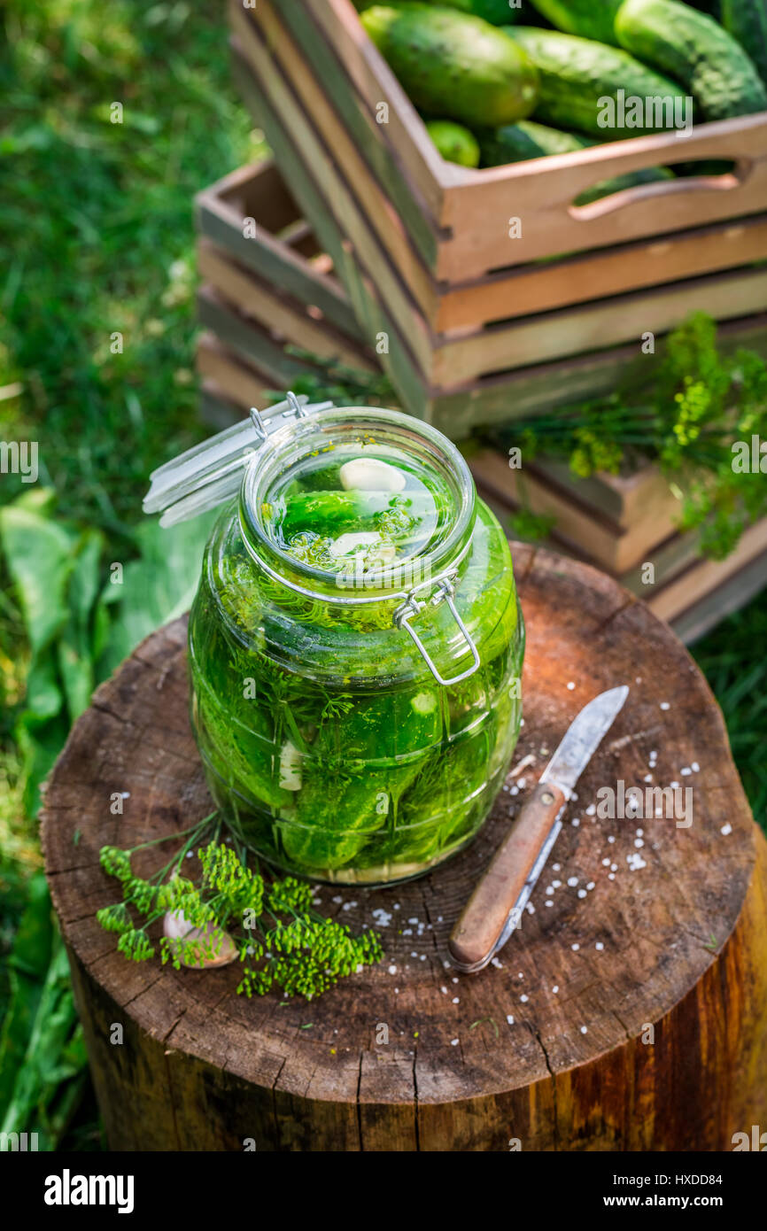 Preserving freshly pickled cucumbers after the harvest Stock Photo - Alamy