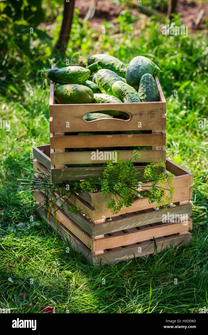 Freshly harvested cucumbers in wooden boxes Stock Photo - Alamy