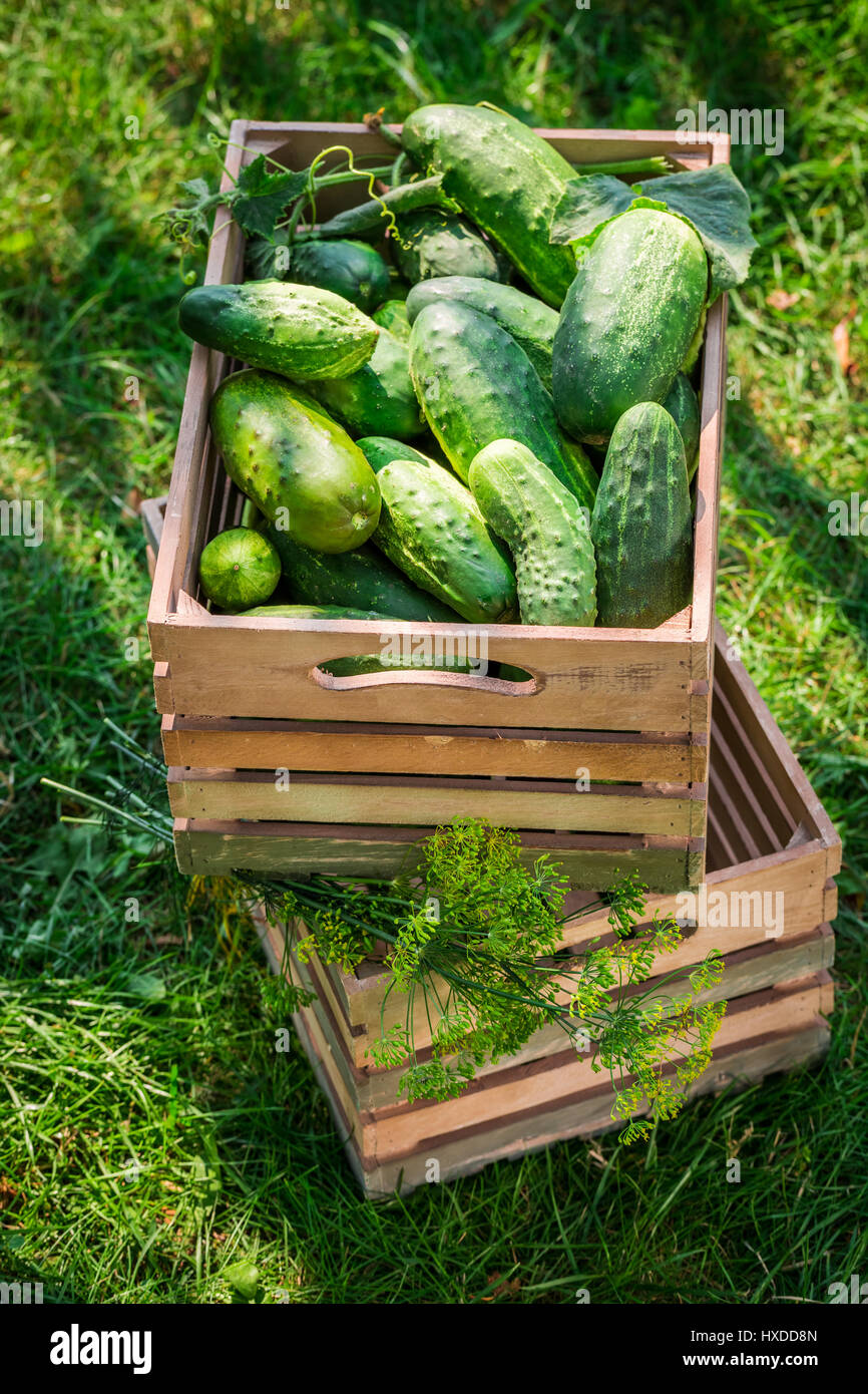 Freshly harvested cucumbers in the countryside Stock Photo - Alamy