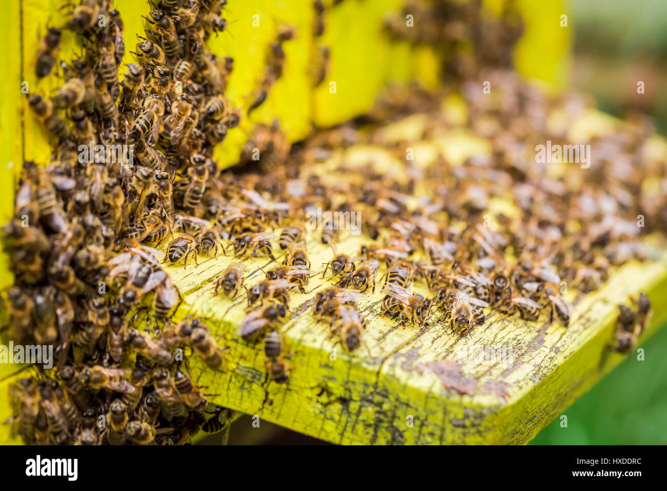 Beehives with full of bees in summer Stock Photo - Alamy