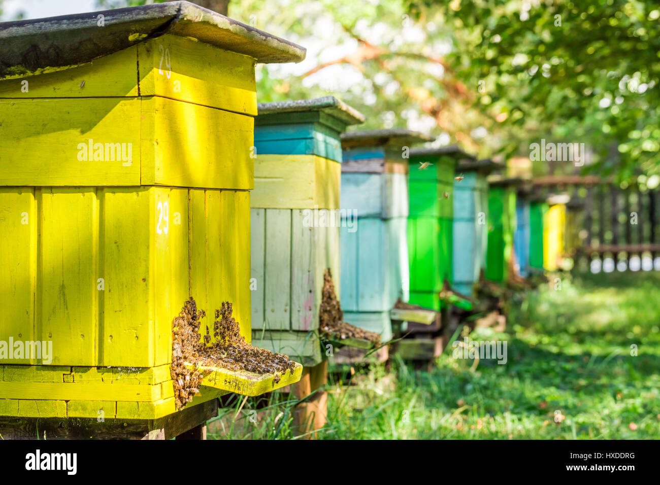 Wooden beehives with bees in summer Stock Photo - Alamy