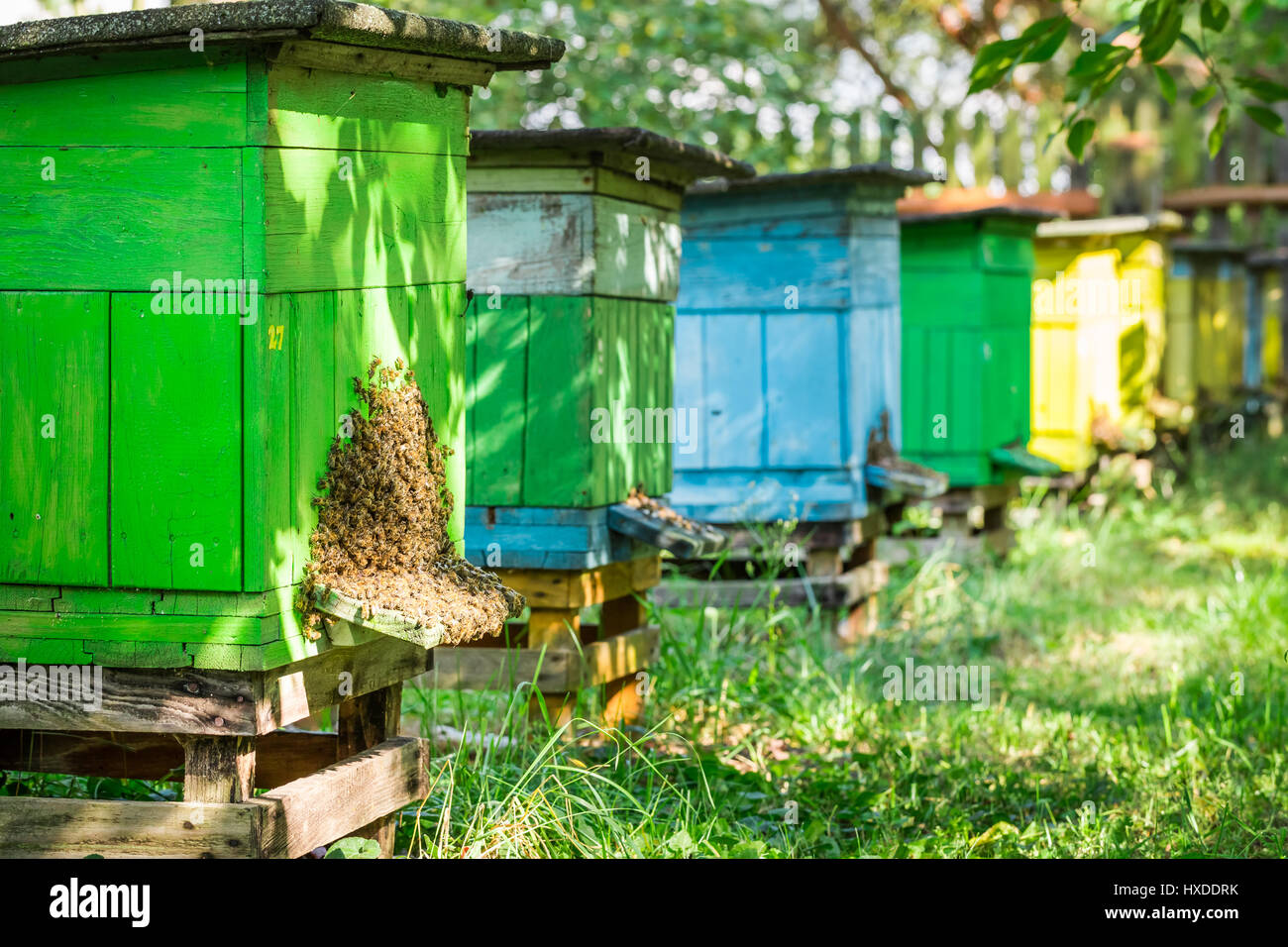 Beehives with bees in countryside Stock Photo - Alamy