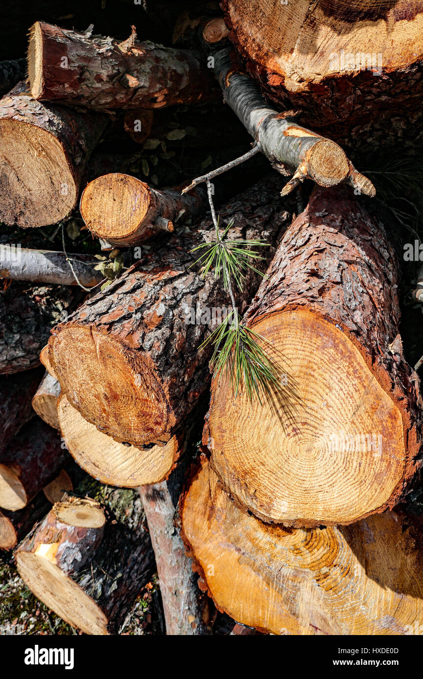 Scaly bark hi-res stock photography and images - Alamy