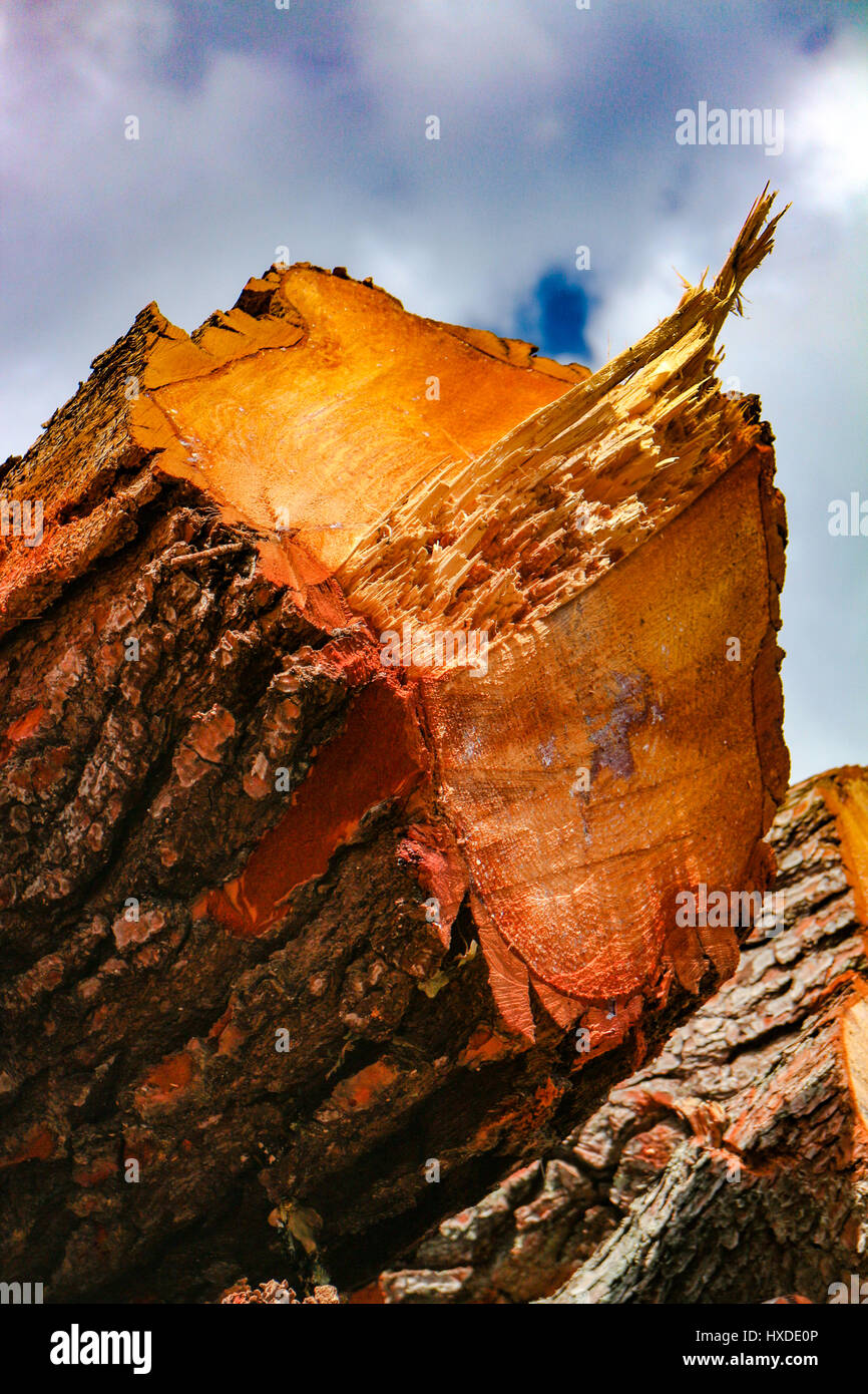 Close-up view of pine tree trunk showing bark and growth rings Stock ...