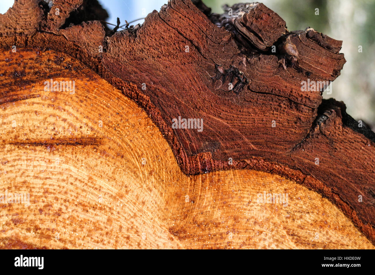 Close-up view of pine tree trunk showing bark and growth rings Stock ...