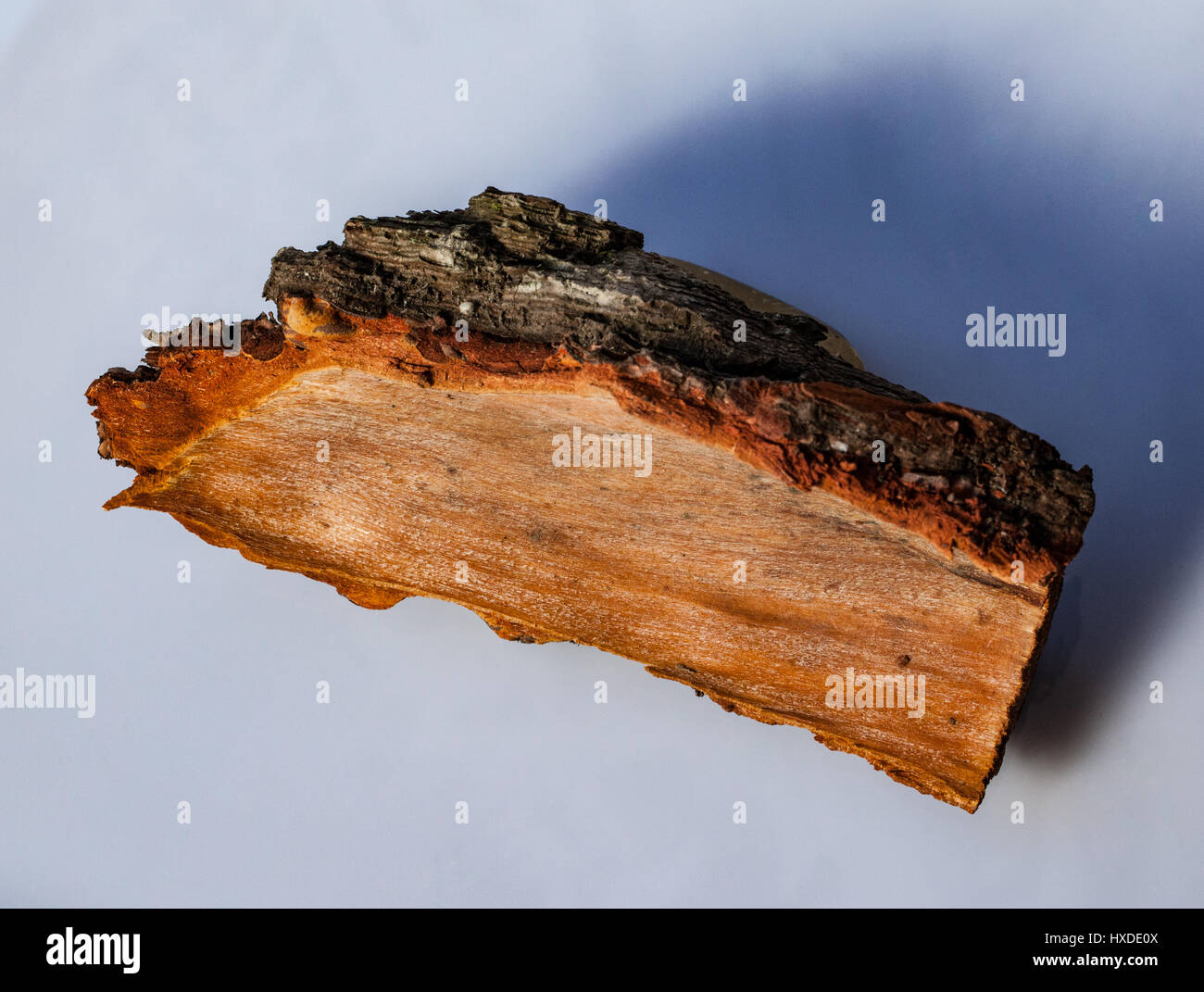 Close-up view of pine tree trunk showing bark and growth rings Stock ...