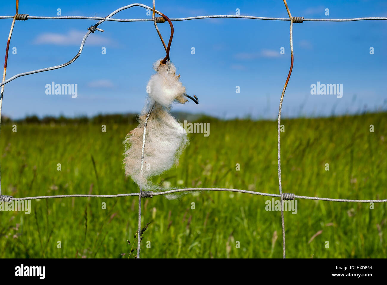 Sheep wool caught on a wire fence hi-res stock photography and images ...