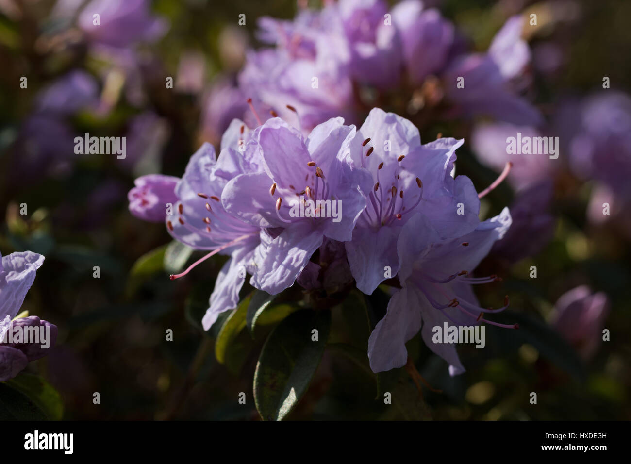 Lavender rhododendron hi-res stock photography and images - Alamy