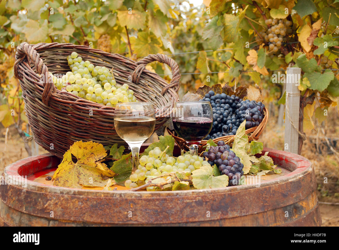 red and white wine autumn season Stock Photo - Alamy