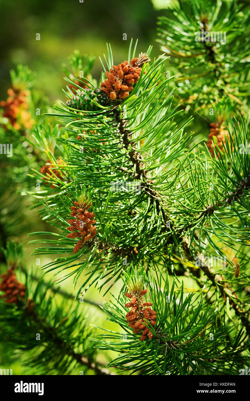 Scots pine male cone pinus sylvestris hi-res stock photography and ...