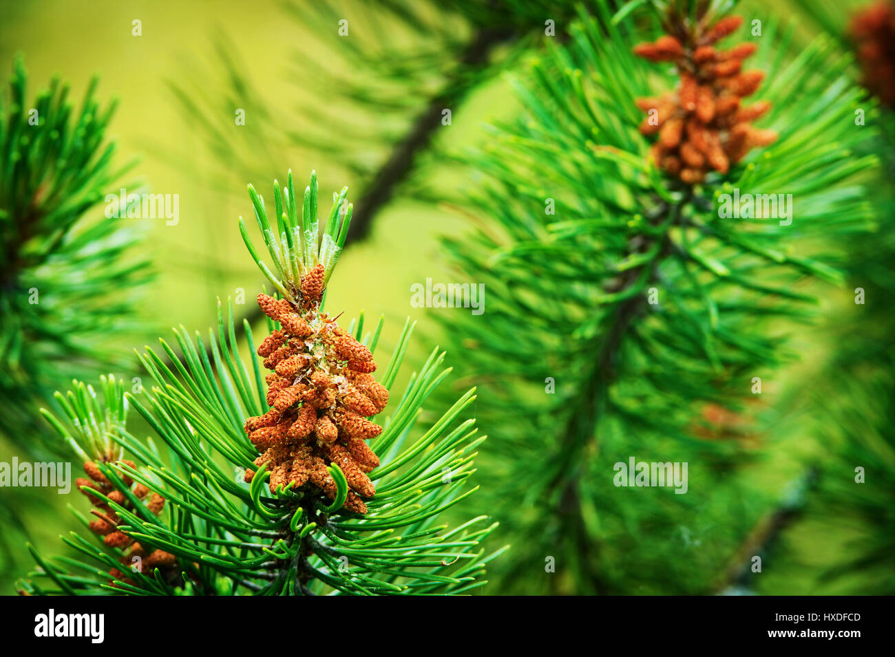 Male pine cone hi-res stock photography and images - Alamy