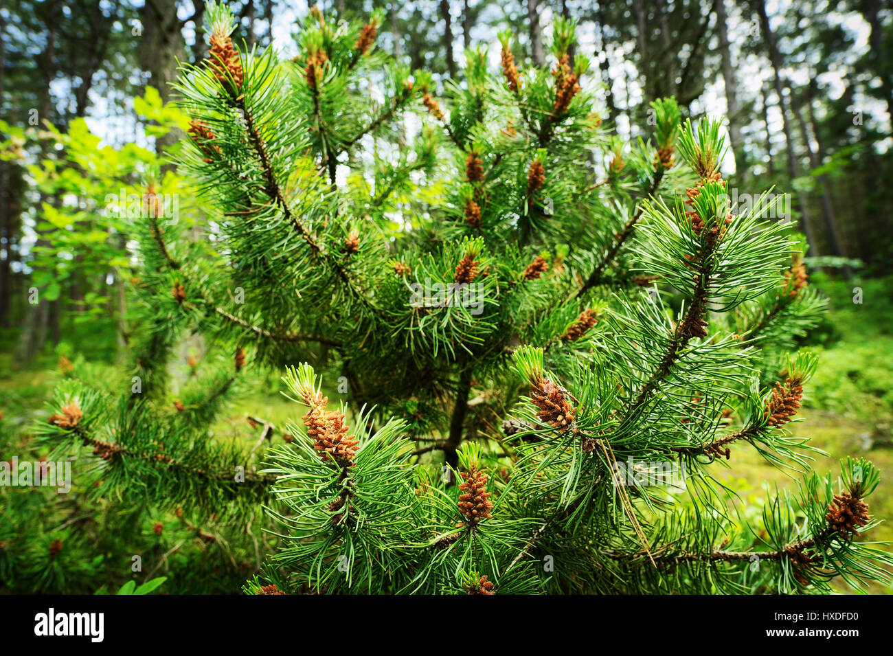 Conifer cones. Scots or scotch pine Pinus sylvestris male pollen ...