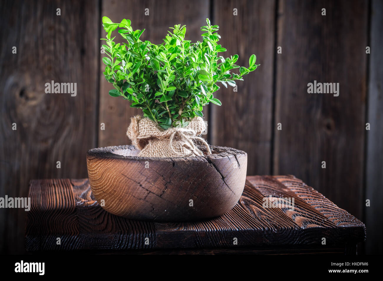 New life for a tree hi-res stock photography and images - Alamy