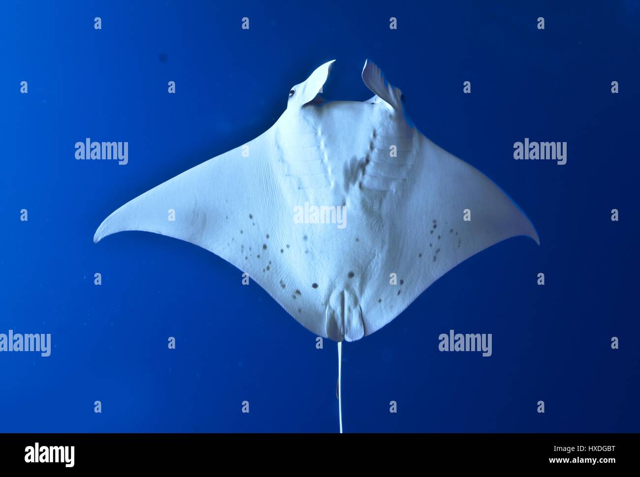 Manta ray mouth hi-res stock photography and images - Alamy