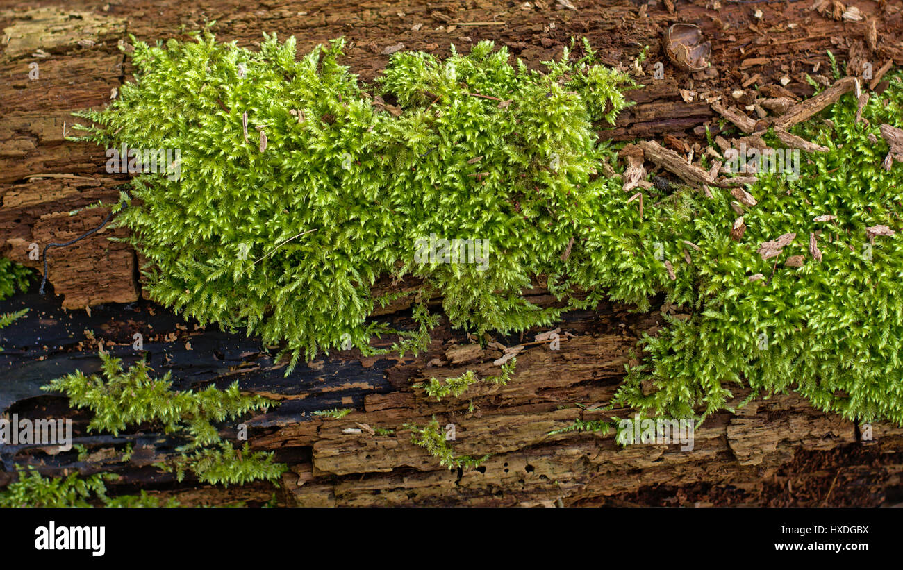 Detail of moss on a tree bark, filled frame Stock Photo - Alamy