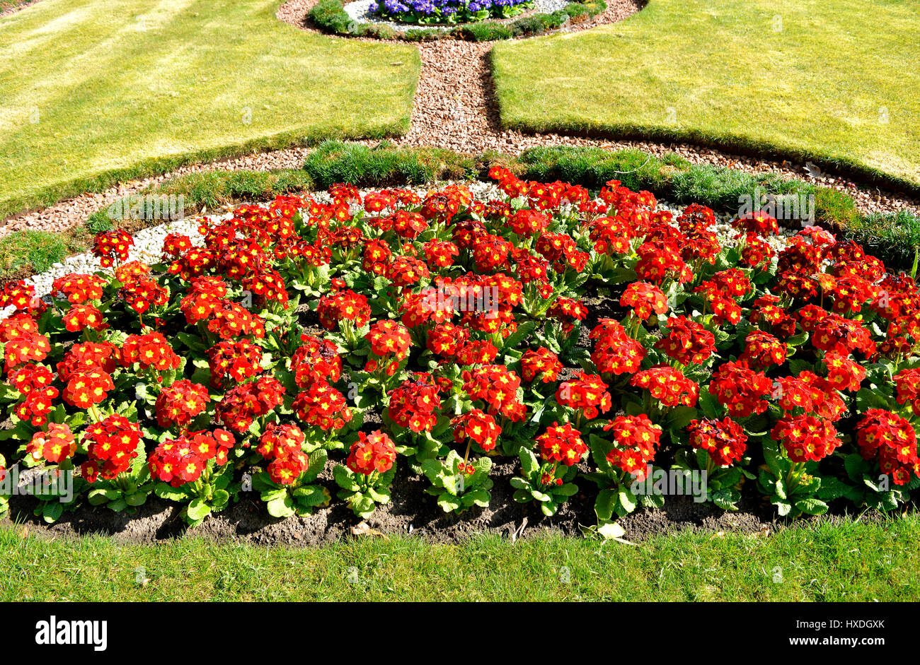 Polyanthus Pacific Giants in a flowerbed Stock Photo - Alamy
