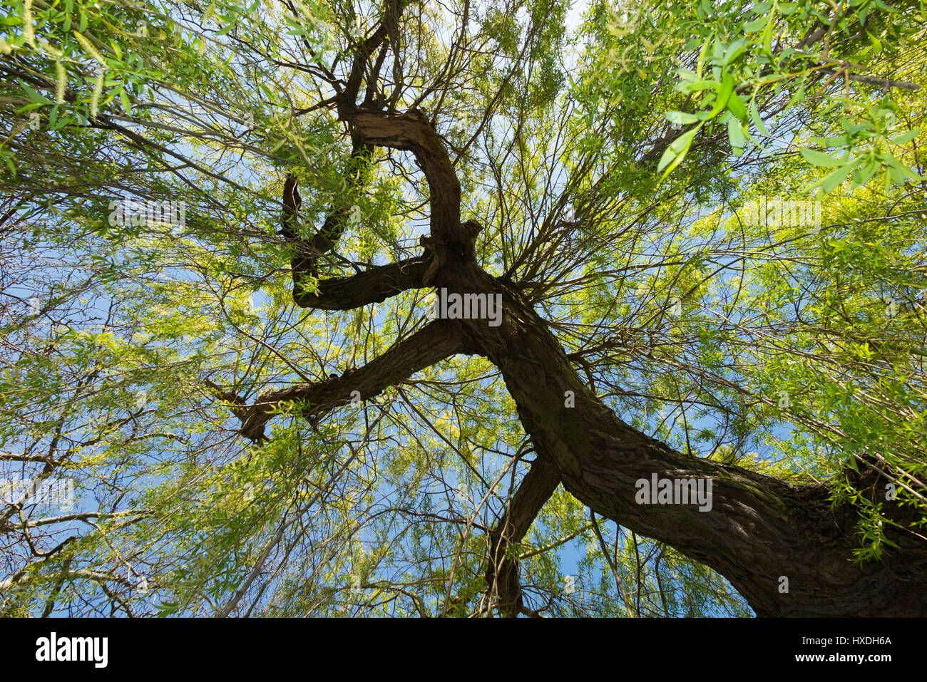 Willow_tree High Resolution Stock Photography and Images - Alamy