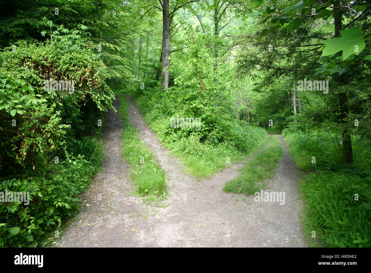 Two Paths In A Forest