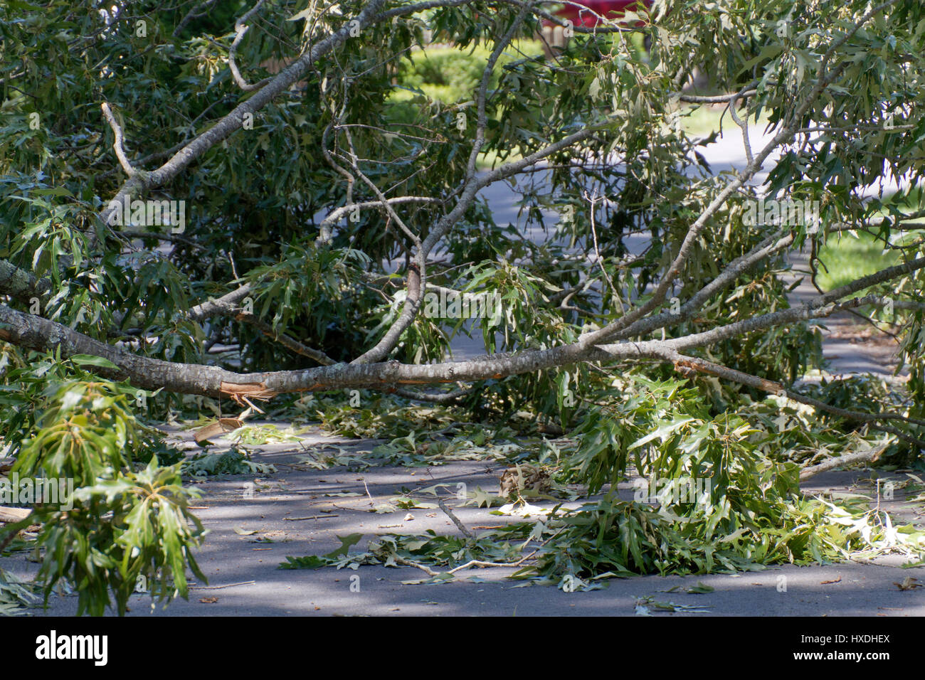 Windy tree canopy High Resolution Stock Photography and Images - Alamy