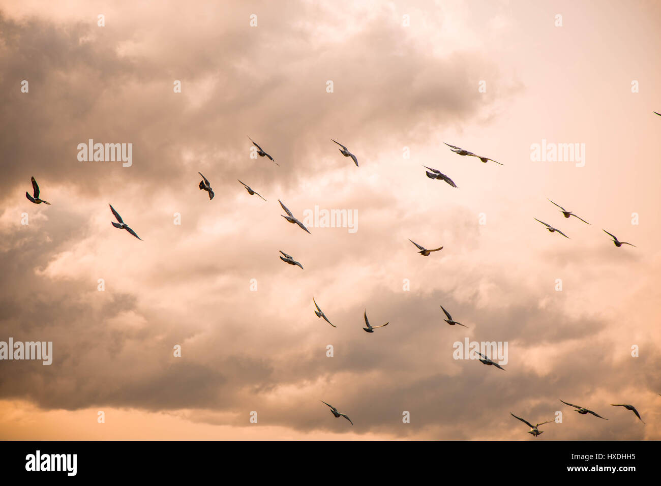 Backdrop pigeons flying sunrise sky Stock Photo - Alamy