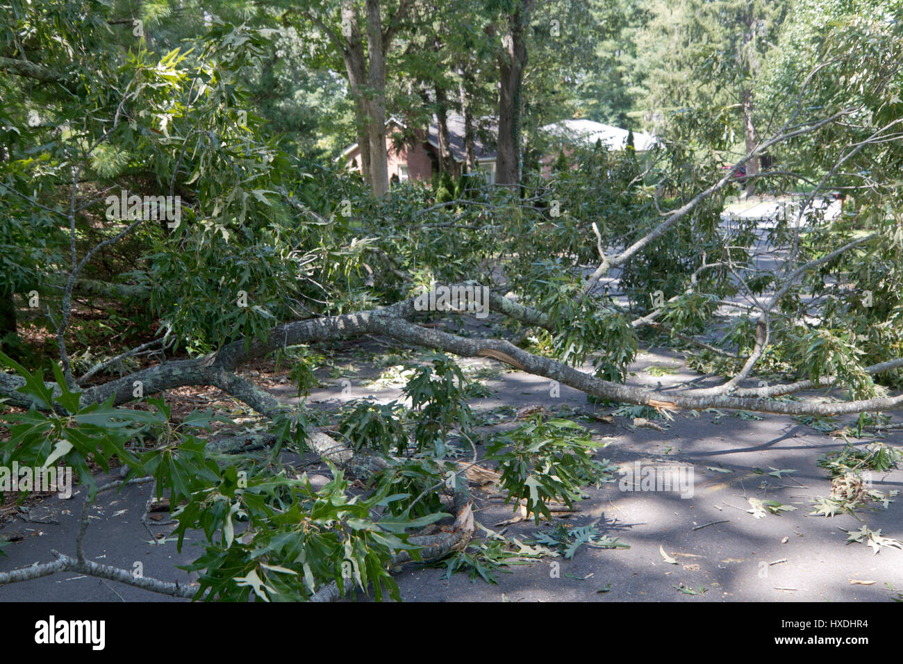 A living oak tree brought down by a summer storm lies broken in pieces ...