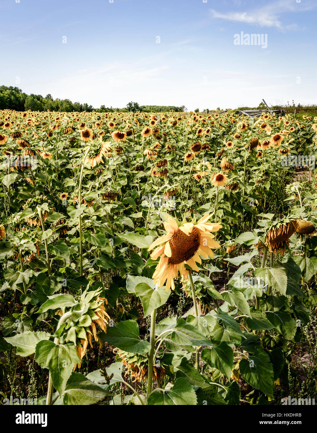 Rural field midwest hi-res stock photography and images - Alamy