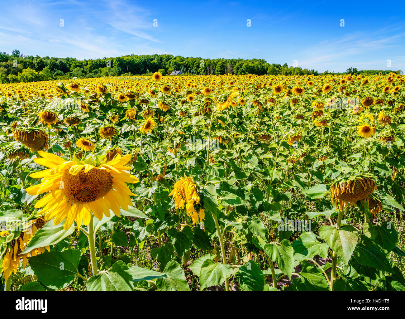 Sunny sunflower field hi-res stock photography and images - Alamy