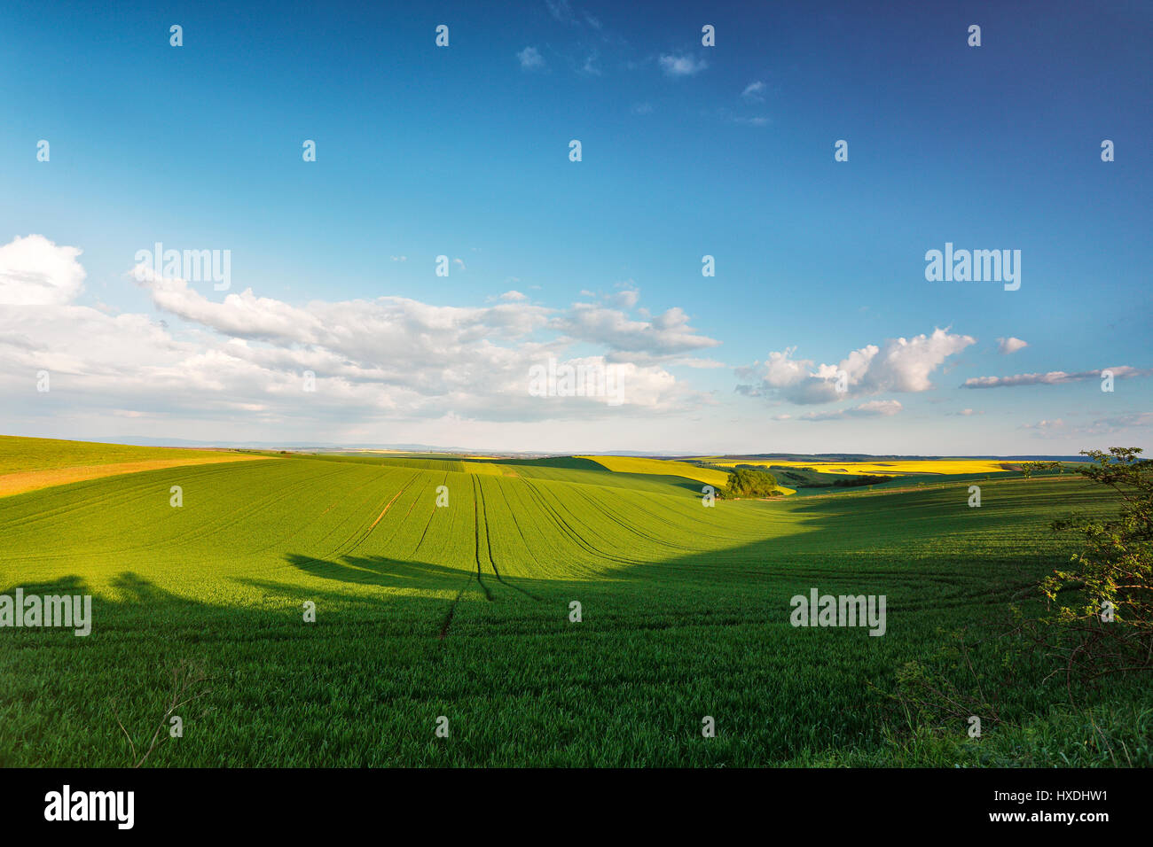Spring green fields. Beautiful wavy spring view. Spring rolling ...