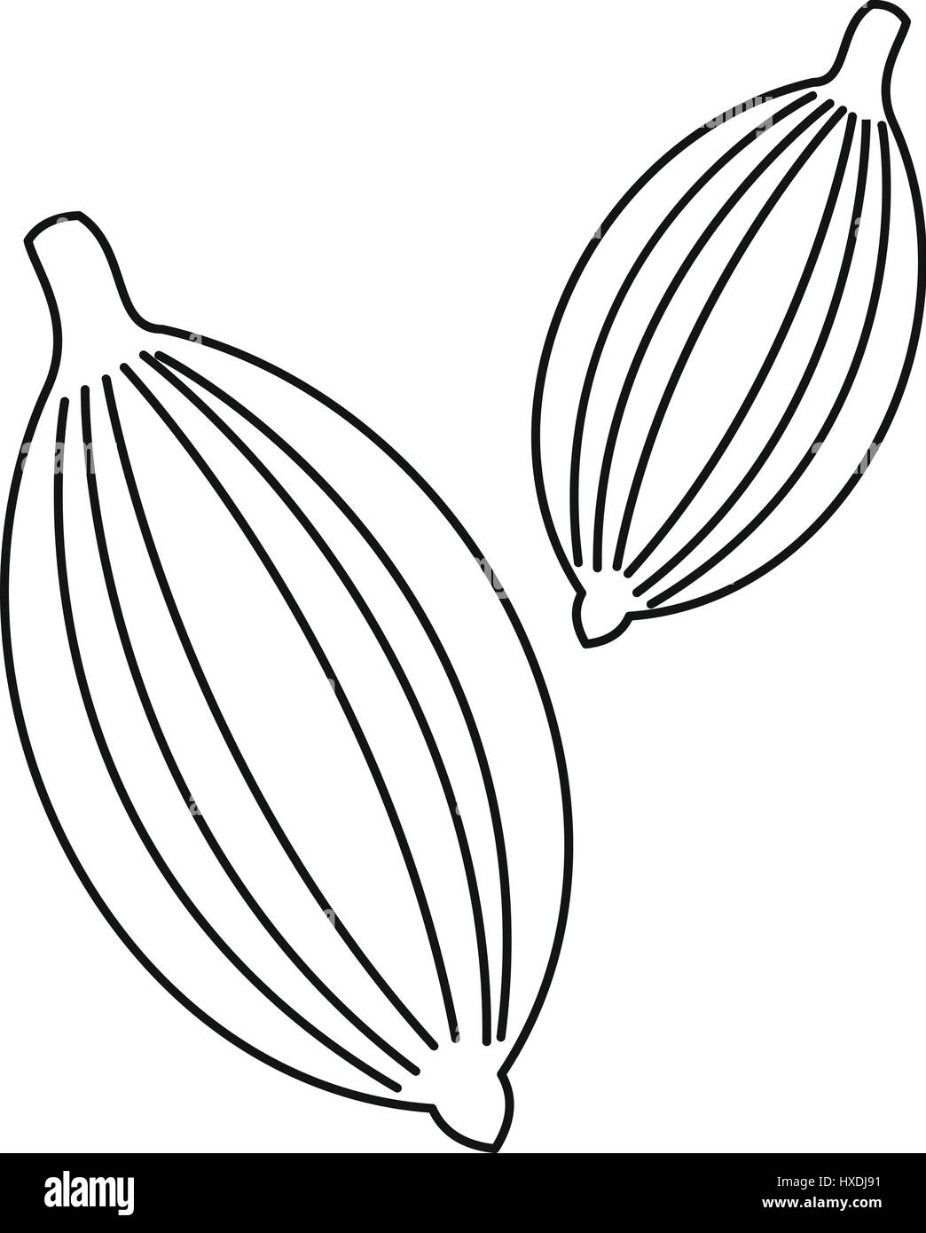 Indian cardamom plant Black and White Stock Photos & Images - Alamy