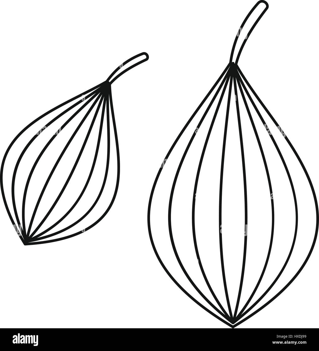 Trachyspermum ammi Black and White Stock Photos & Images - Alamy