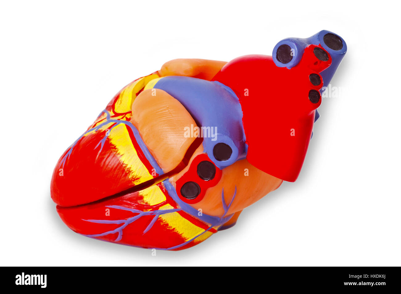 Model heart for medical demonstration - isolated on white background ...