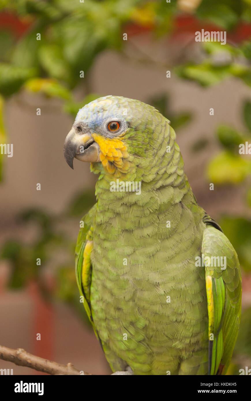 Yasuni national park parrot hi-res stock photography and images - Alamy