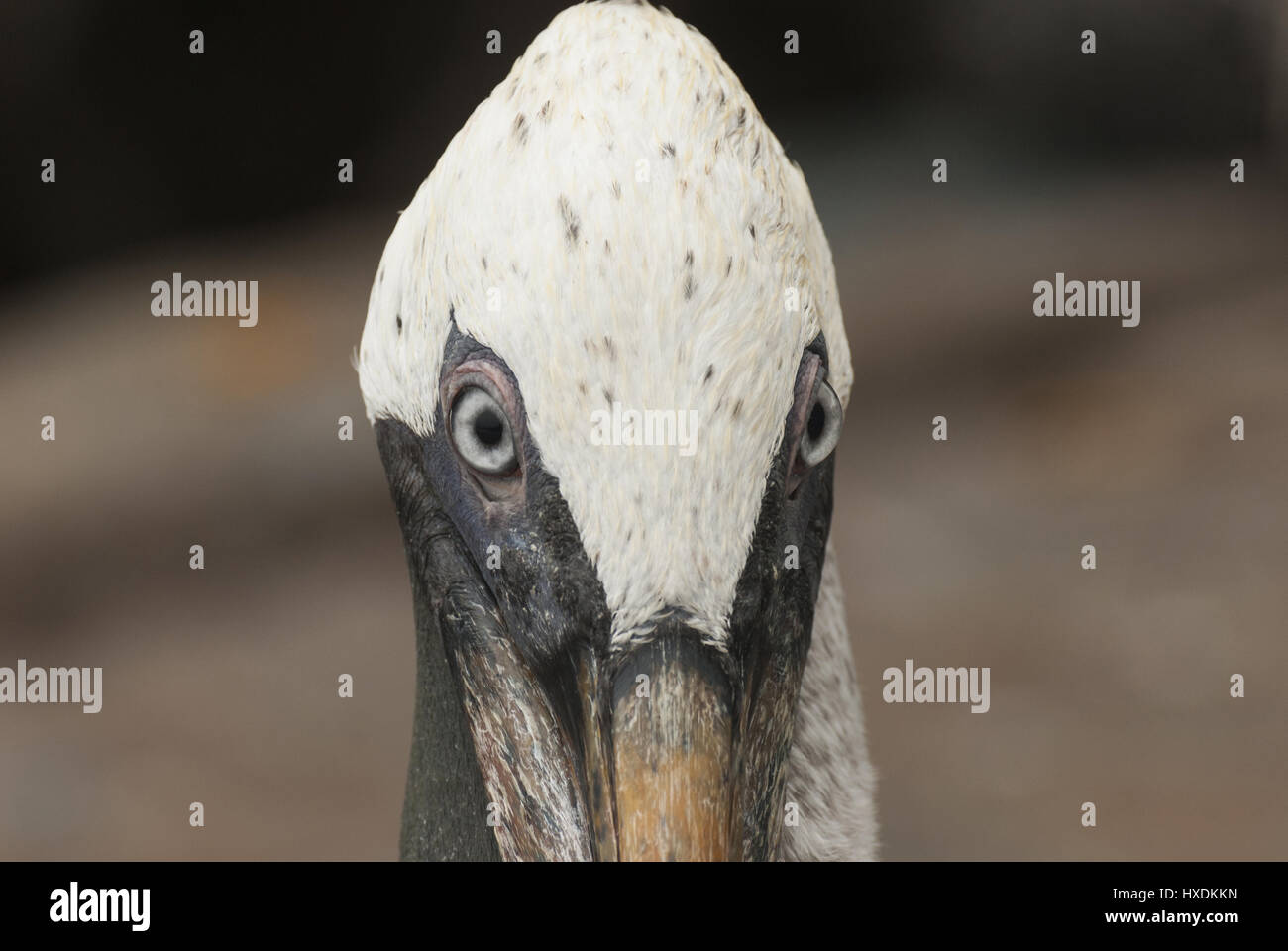 Ecuador, Galapagos, Santa Cruz island, Puerto Ayora, Brown pelican ...