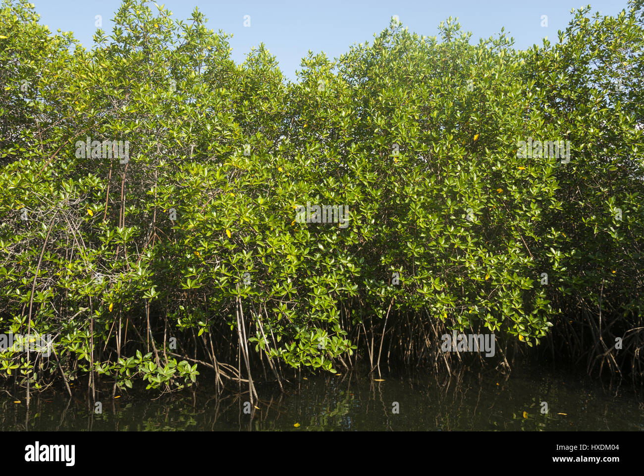 Ecuador, Galapagos, Isabela island, Elizabeth Bay, Mangrove forest ...