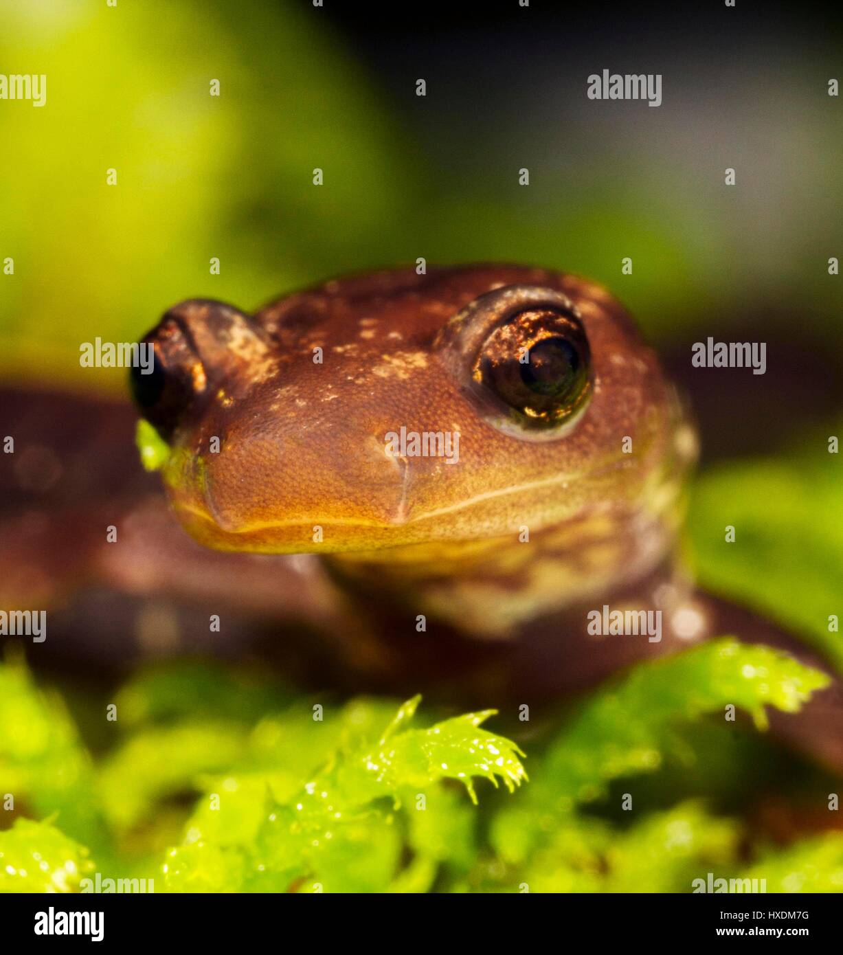 Endangered salamander hi-res stock photography and images - Alamy