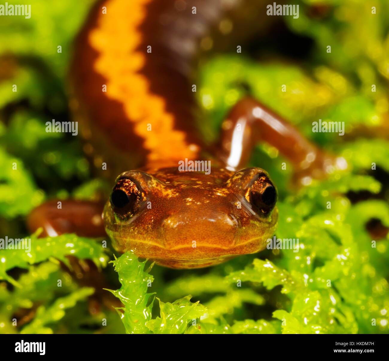 The salamanders hi-res stock photography and images - Alamy