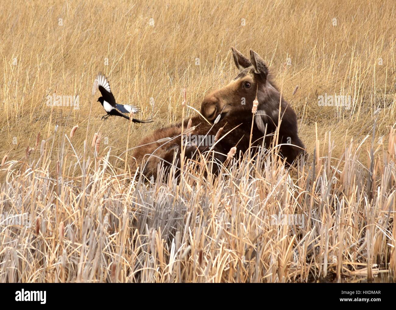 A young moose watches a black billed magpie during spring at Seedskadee ...