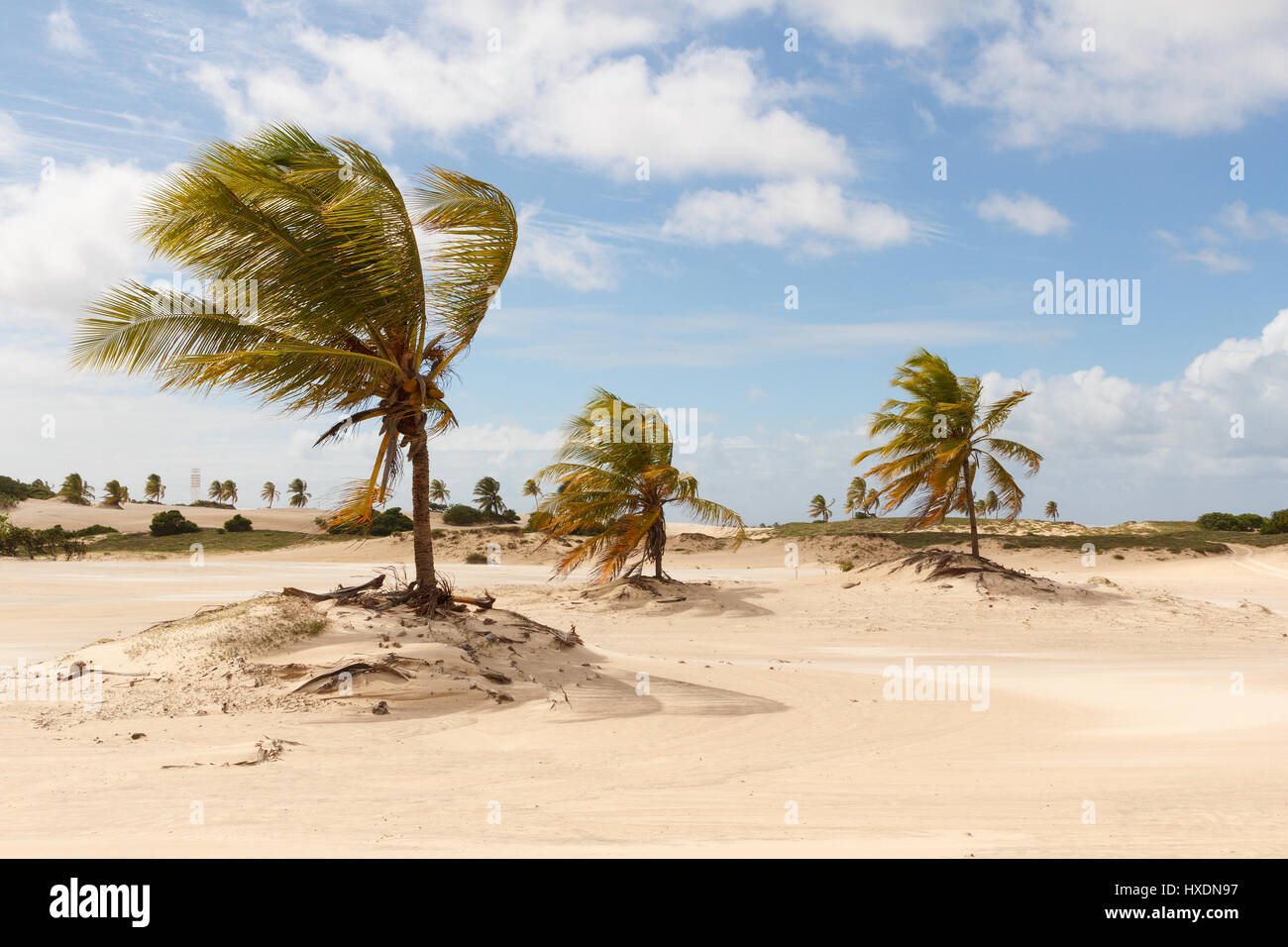Soap trees desert dune hi-res stock photography and images - Alamy