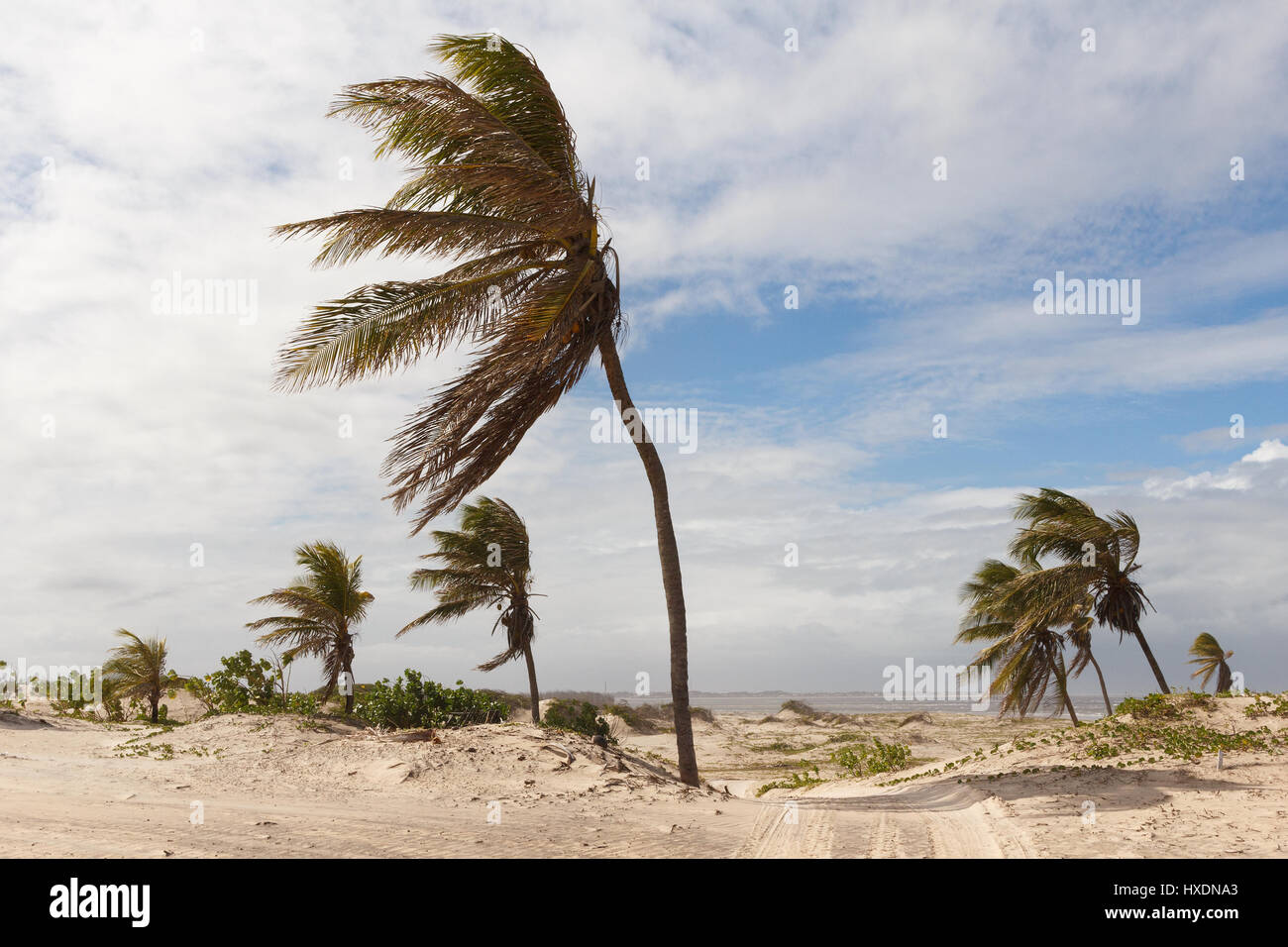 Sand dunes and palm trees of Mangue Seco, Jandaíra, Bahia, Brazil Stock ...