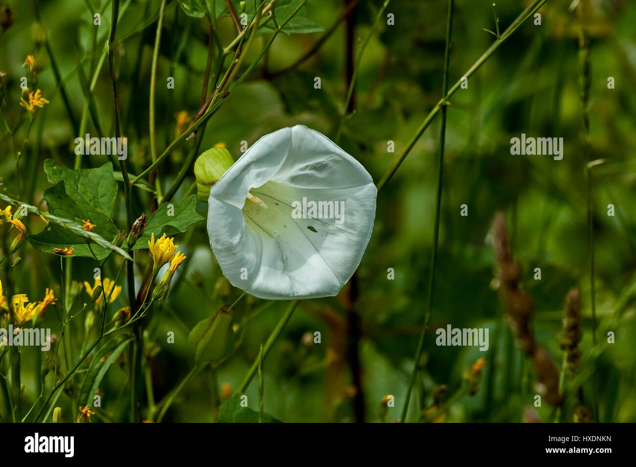 White convolvulus flower with its tendrils on the various plant, Sofia ...