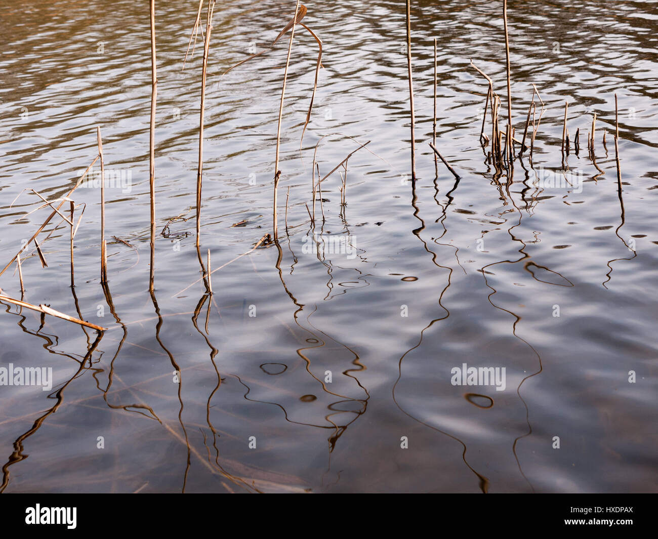 Rush reflection still water hi-res stock photography and images - Alamy