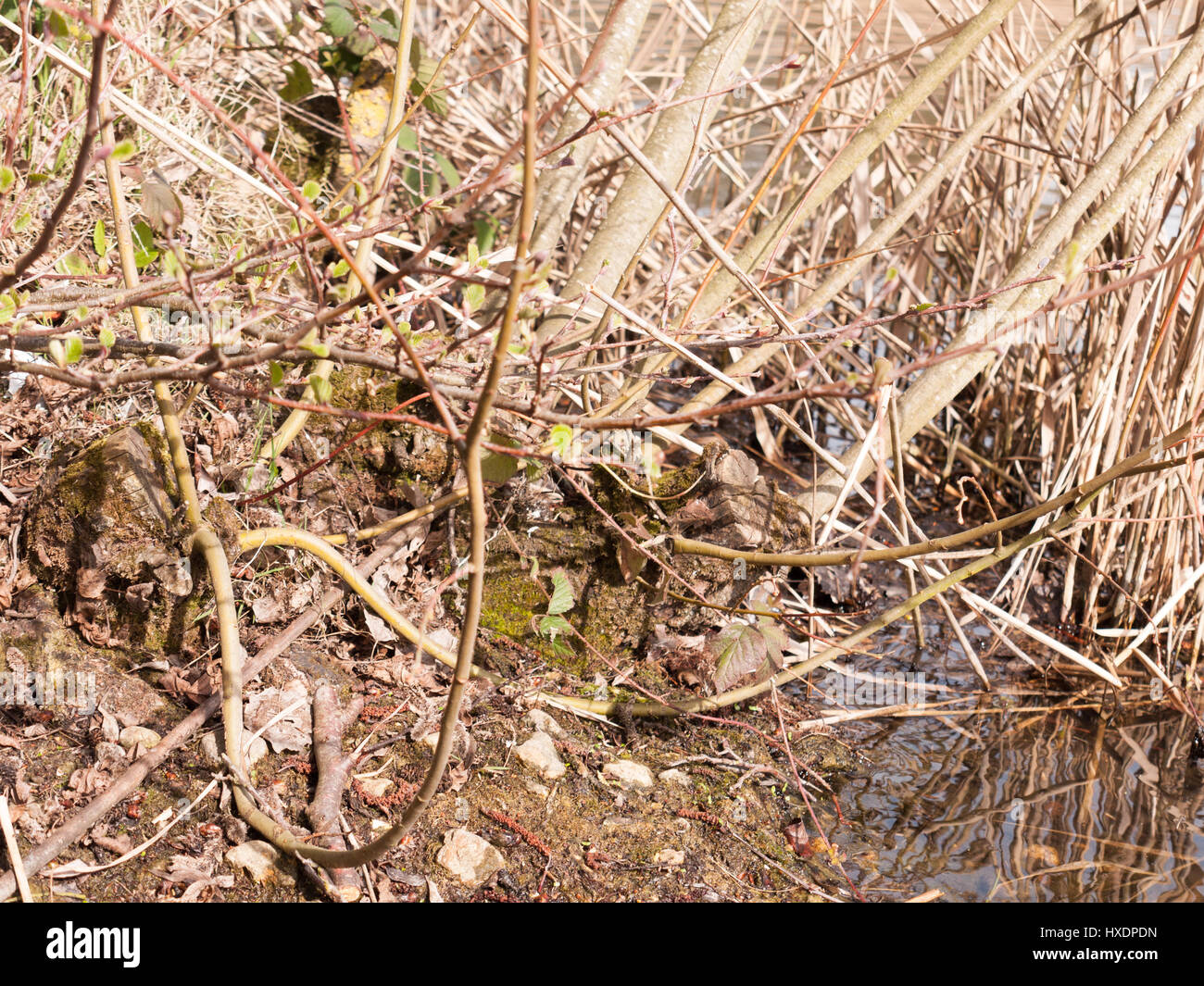 Snapped twigs hi-res stock photography and images - Alamy