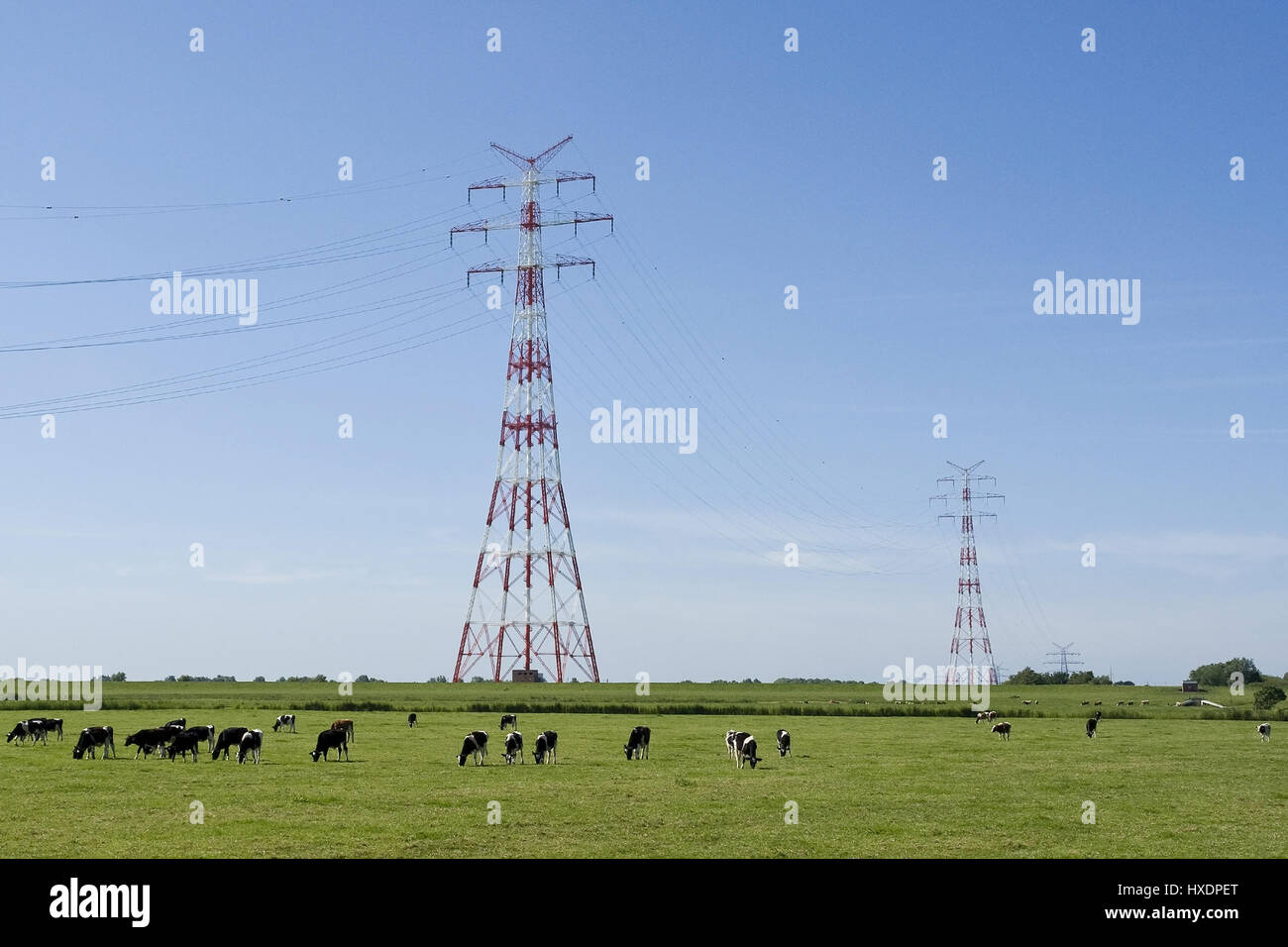 Stream masts on a pasture with cows, Electricity pylons on a pasture ...