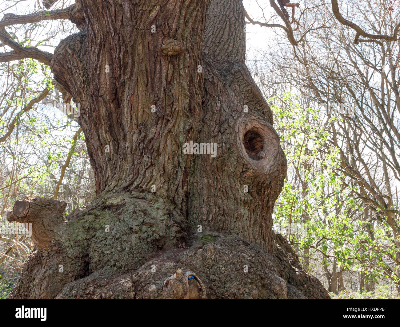 A close up shot of an old oak tree's bark Stock Photo - Alamy