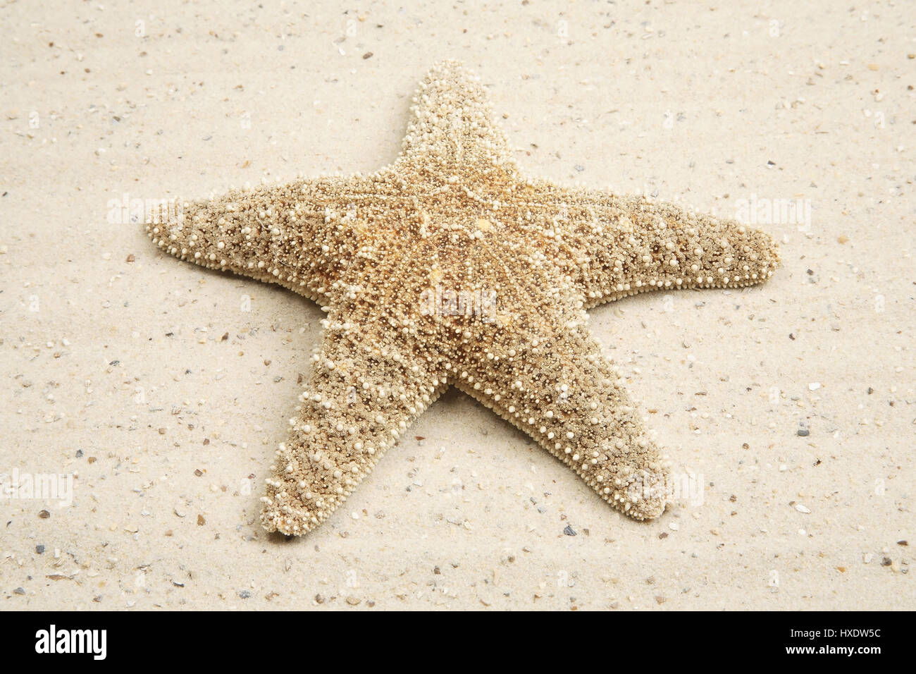 Seesterne symbol hi-res stock photography and images - Alamy