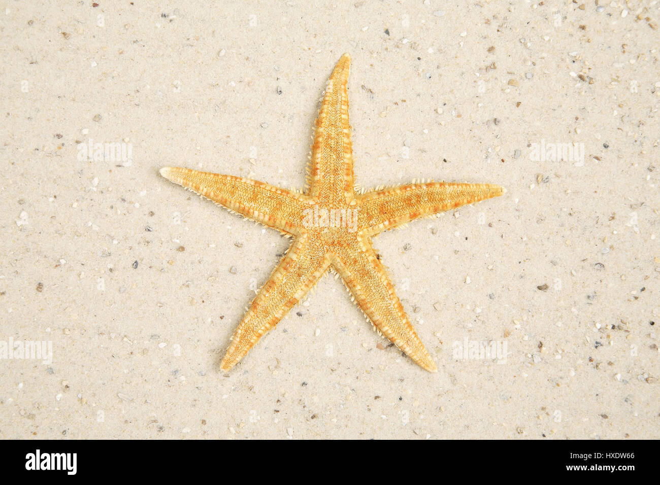 Seesterne symbol hi-res stock photography and images - Alamy