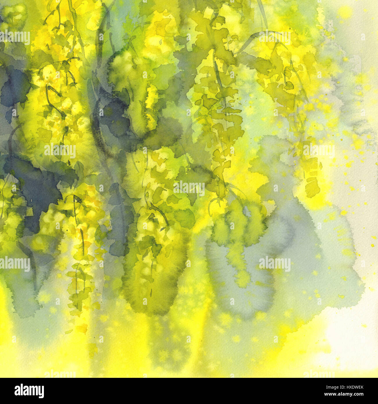Mimosa flower drawing hi-res stock photography and images - Alamy