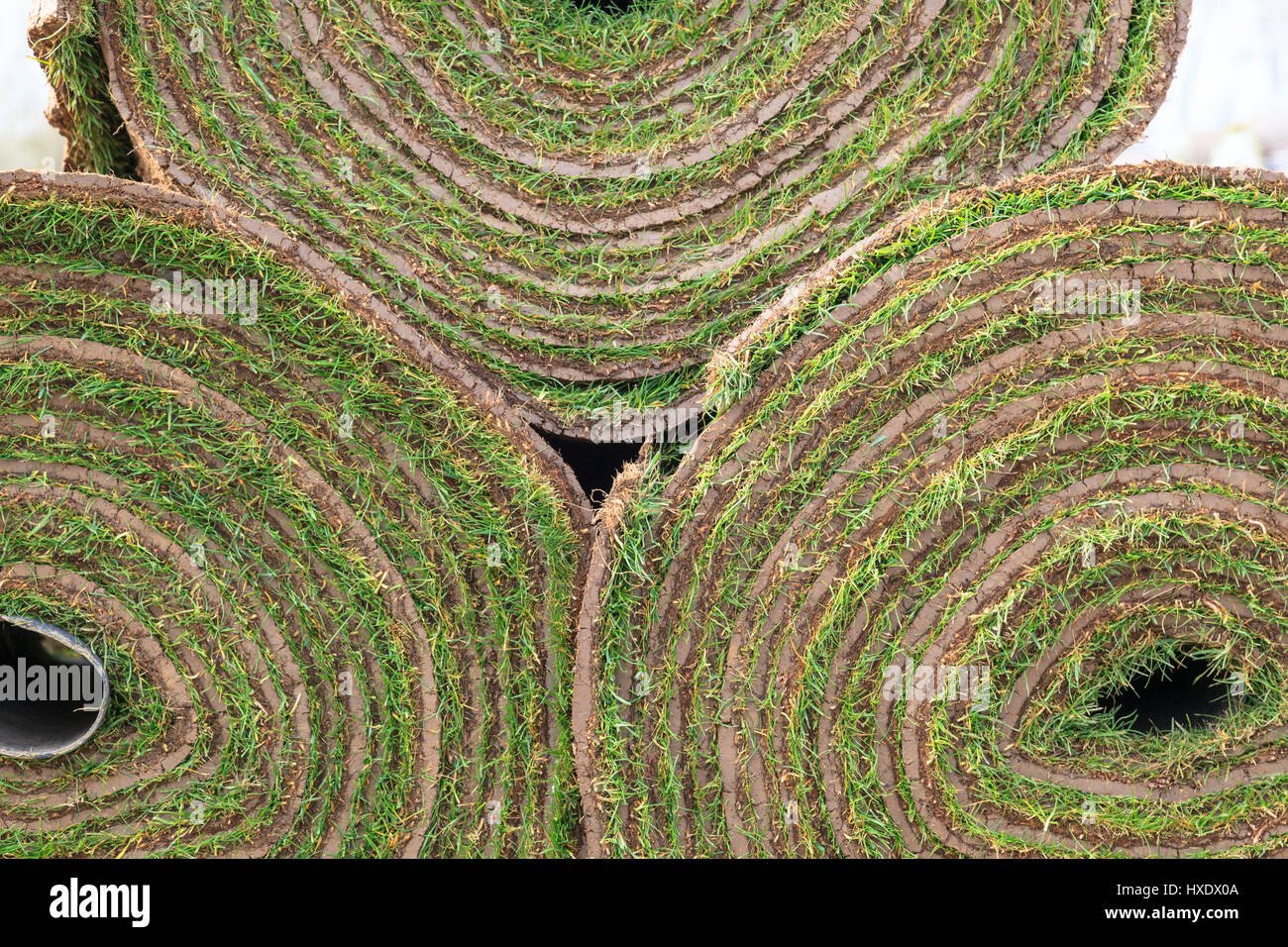 Commercial production of rolls of turf grass fields, kent, uk Stock ...