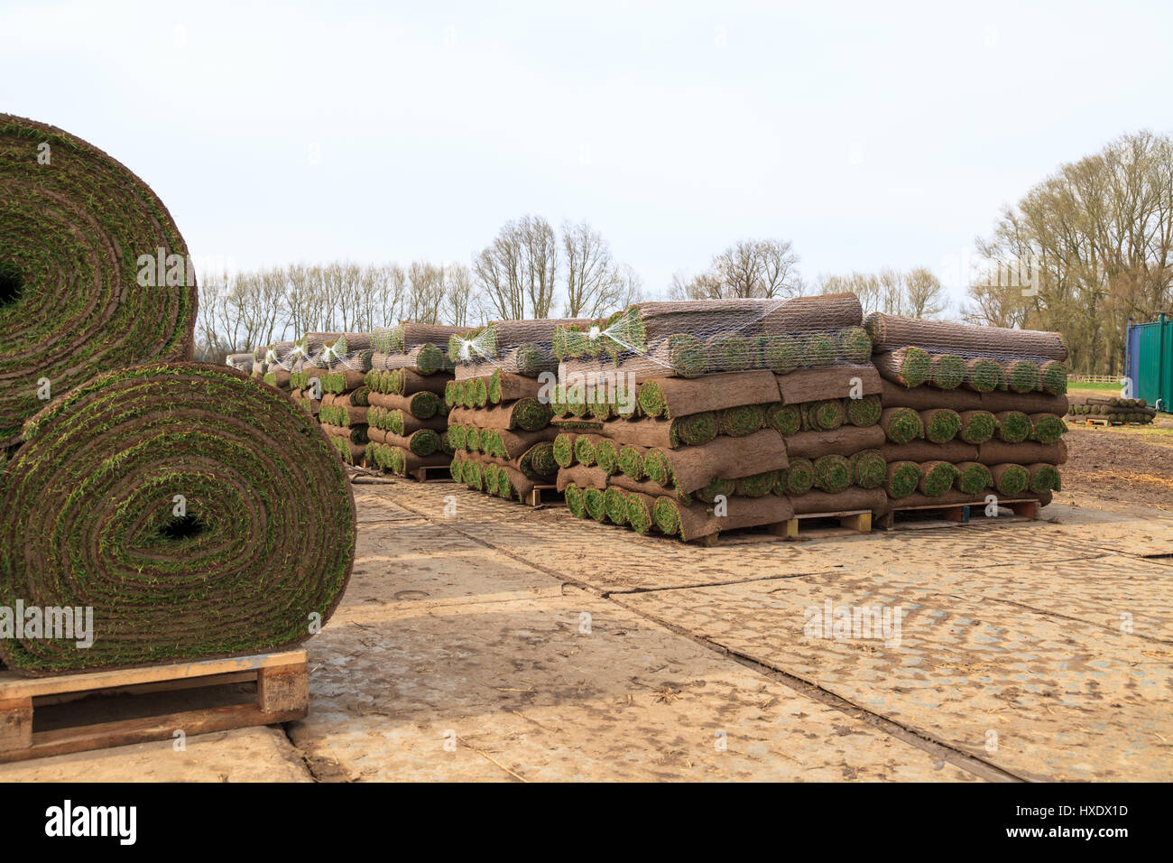 Commercial production rolls of turf grass fields, kent, uk Stock Photo ...