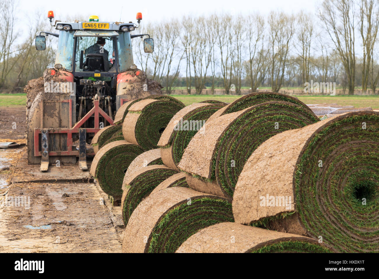 Commercial production rolls of turf grass fields, kent, uk Stock Photo ...